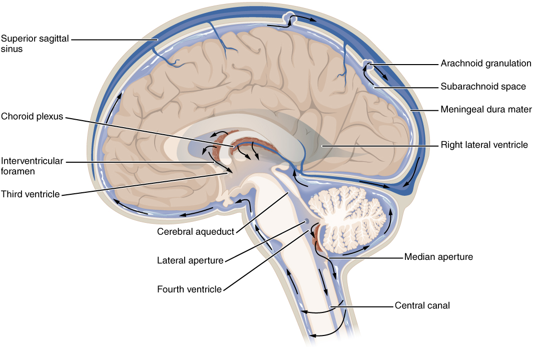 CNS 1 – Lundaläkare