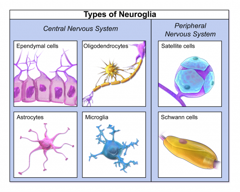 Neurofysiologi – Lundaläkare